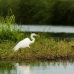 Birding San Jose Estuary Los Cabos Mexico - The Sum Up: Is It Worth It?