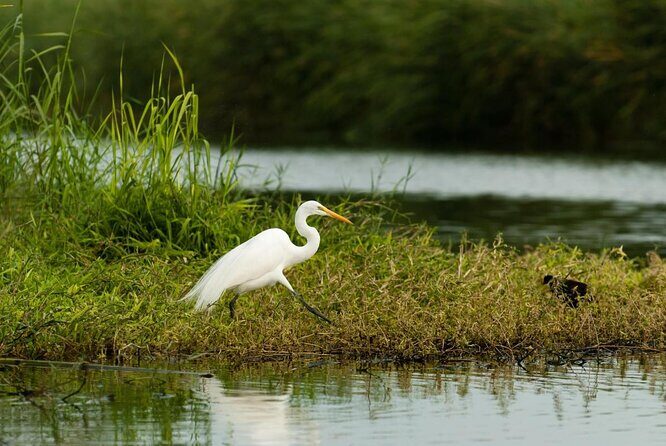 Birding San Jose Estuary Los Cabos Mexico - The Sum Up: Is It Worth It?
