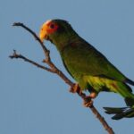 Birds of the Mayan World 1 - Analyzing the Value