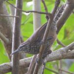 Birds of the Mayan World 3 - The Food and Refreshments