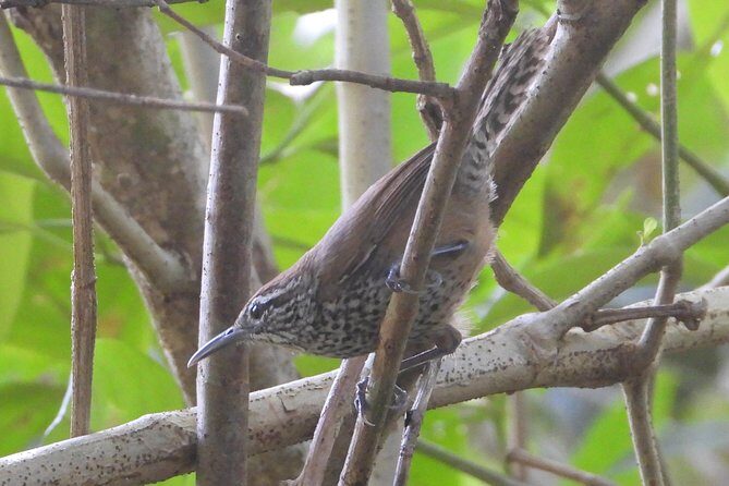 Birds of the Mayan World 3 - The Food and Refreshments