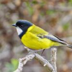 Birds of Yarnbala - The Practicalities: Price, Booking, and Experience Quality