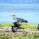 Birds, Wildlife and Culture of Sri Lanka (11 Days) - Who Will This Tour Suit Best?