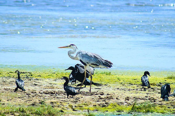 Birds, Wildlife and Culture of Sri Lanka (11 Days) - Who Will This Tour Suit Best?