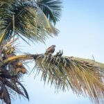 Birdwatching and Nature Walk of South Goa - The Experience in Detail: Pros and Cons