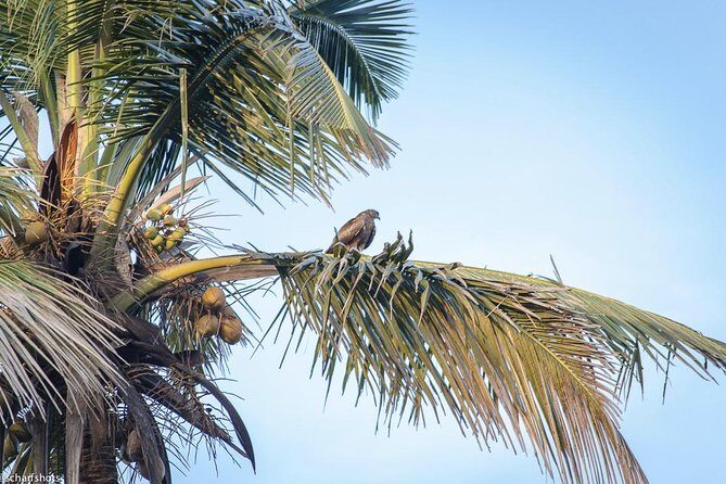 Birdwatching and Nature Walk of South Goa - The Experience in Detail: Pros and Cons