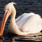 Birdwatching by Boat at Kalametiya Sanctuary - Exploring Kalametiya Sanctuary: What Makes It Special?