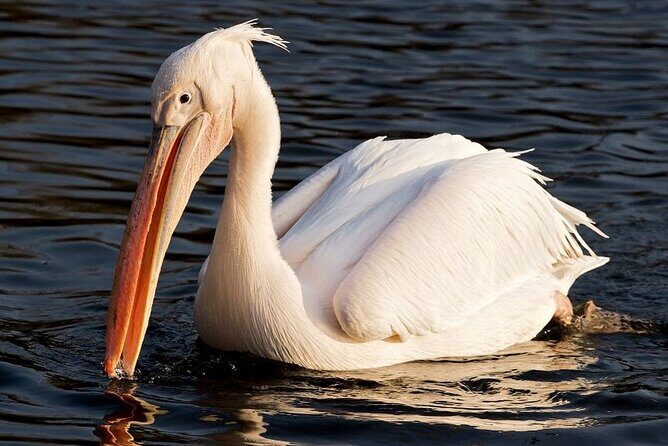 Birdwatching by Boat at Kalametiya Sanctuary - Exploring Kalametiya Sanctuary: What Makes It Special?