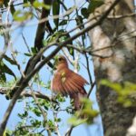 Birdwatching Cancun - The Itinerary and Locations