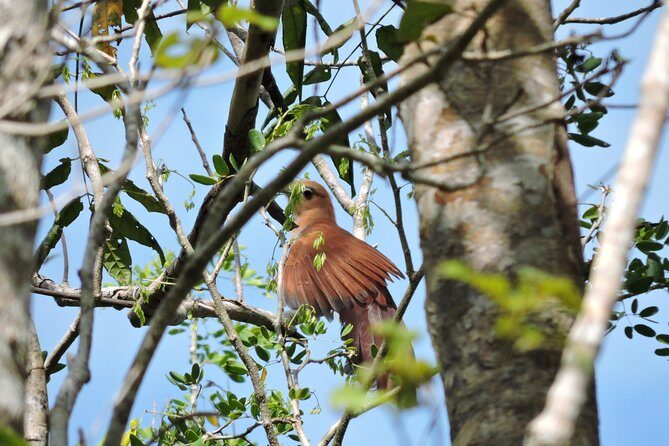Birdwatching Cancun - The Itinerary and Locations