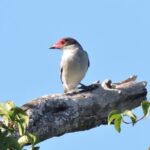 Birdwatching Playa del Carmen - The Sum Up