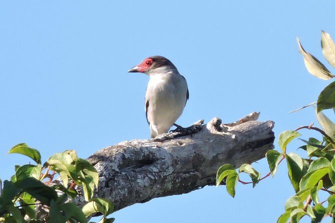 Birdwatching Playa del Carmen - The Sum Up