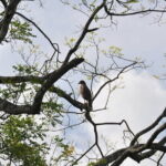 Birdwatching Walk in Anawilundawa Sanctuary - The Itinerary: What You Can Expect
