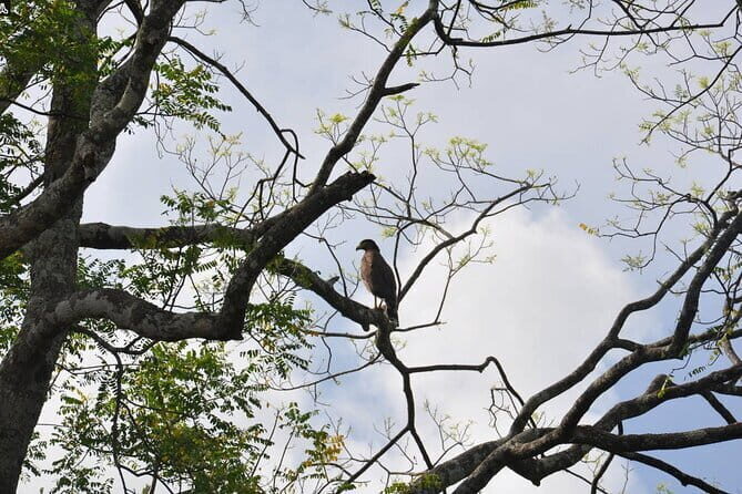 Birdwatching Walk in Anawilundawa Sanctuary - The Itinerary: What You Can Expect