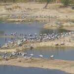 Bishnoi Village Safari - Who Will Love This Tour?