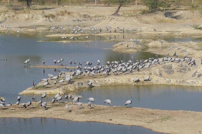 Bishnoi Village Safari - Who Will Love This Tour?