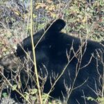 Bison Highway Road Tour - The Experience: What to Expect on the Bison Highway Road Tour
