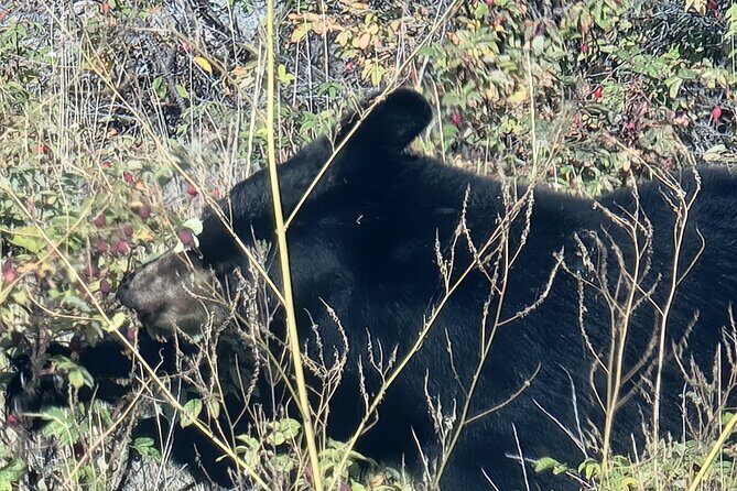 Bison Highway Road Tour - The Experience: What to Expect on the Bison Highway Road Tour