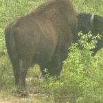 Bison Highway Wildlife Tour - Authentic Experiences and What Travelers Say