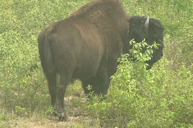 Bison Highway Wildlife Tour - Authentic Experiences and What Travelers Say