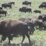 Black Hills Custom Private Day Tour - Authentic Insights from Past Participants