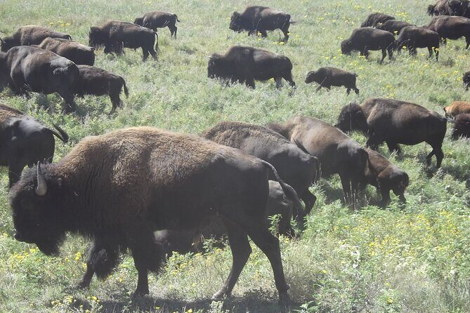 Black Hills Custom Private Day Tour - Authentic Insights from Past Participants