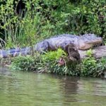 Black Water Adventure Cruise - Who Should Consider This Tour?