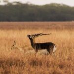 Blackbuck Safari from Rajkot - Who Should Consider This Tour?