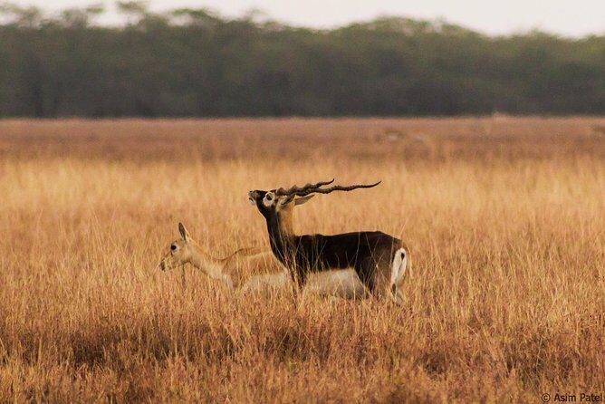 Blackbuck Safari from Rajkot - Who Should Consider This Tour?