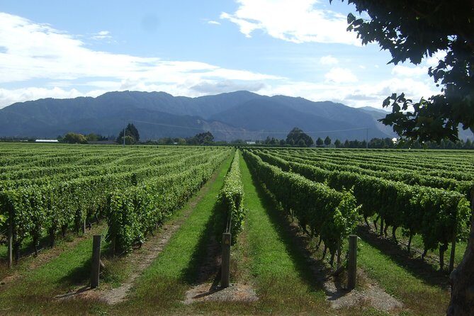 Blenheim Half day Wine Tour - The Itinerary: What to Expect