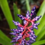 Bloedel Conservatory Admission Ticket - Exploring the Conservatory: A Detailed Review