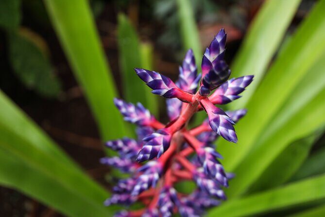 Bloedel Conservatory Admission Ticket - Exploring the Conservatory: A Detailed Review