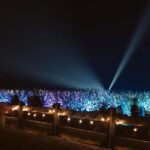 Blossom by Light at CherryHill - What to Expect During Your Visit