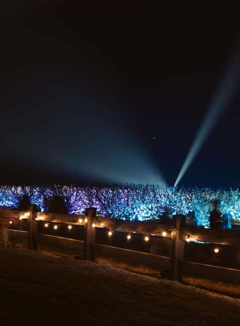 Blossom by Light at CherryHill - What to Expect During Your Visit