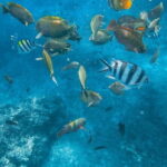 Blue Lagoon & Tanjung Jepun snorkeling with Kanto Lampo WaterFall and Monkey bar - The Practicalities and Worthiness of the Tour