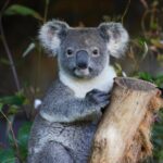 Blue Mountains All-inclusive Tour with Scenic World & Lunch - Key Points