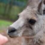 Blue Mountains Big Day Out - Private Tour - What Travelers Are Saying