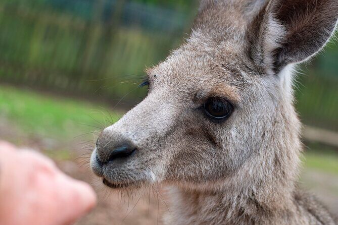 Blue Mountains Big Day Out - Private Tour - What Travelers Are Saying