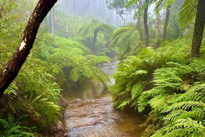 Blue Mountains Day Tours W Scenic World and Lunch - An In-Depth Look at the Tour Experience