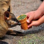 Blue Mountains Highlights, Wildlife Park and Scenic World Full Day Private Tour - An In-Depth Look at What’s Included