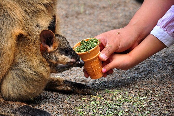 Blue Mountains Highlights, Wildlife Park and Scenic World Full Day Private Tour - An In-Depth Look at What’s Included