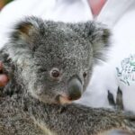 Blue Mountains: Private Tour with Wildlife and River Cruise - Why Choose This Tour? Key Highlights