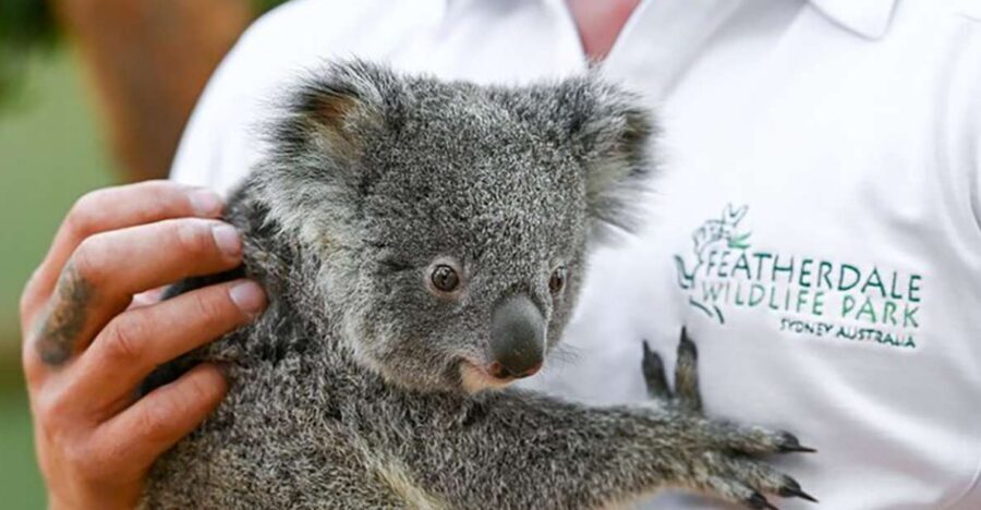 Blue Mountains: Private Tour with Wildlife and River Cruise - Why Choose This Tour? Key Highlights