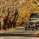 Blue Mountains Vintage Cadillac Tour with Local Guide - A Detailed Look at the Experience