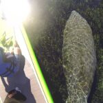 Blue Springs Kayak & Swim Wildlife Adventure - The Value of the Tour