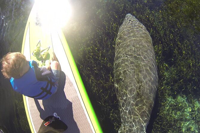 Blue Springs Kayak & Swim Wildlife Adventure - The Value of the Tour