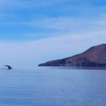 Blue Whale Watching Experience in Loreto - The Value of the Experience