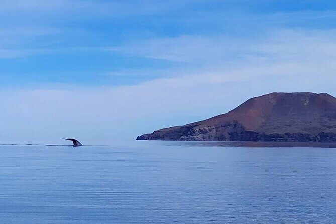 Blue Whale Watching Experience in Loreto - The Value of the Experience