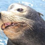 Boat Tour and Snorkel at Pelican Rock - Who Should Consider This Tour?