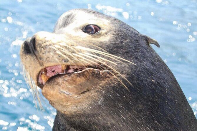 Boat Tour and Snorkel at Pelican Rock - Who Should Consider This Tour?